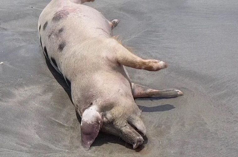 Dead Pigs Allegedly Being Dumped In Rivers Are Ending Up on Canggu and ...