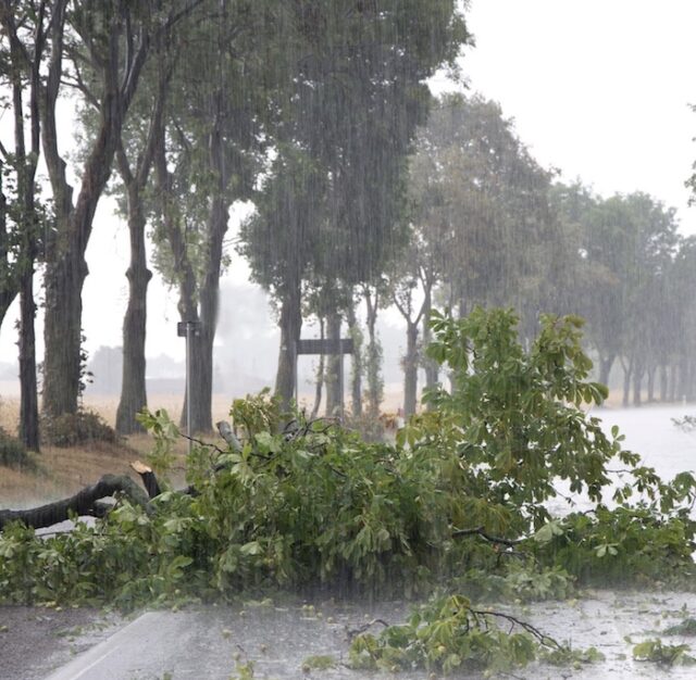 Collapsed Tree Blocks Road Access Between Denpasar And Gilimanuk - The ...