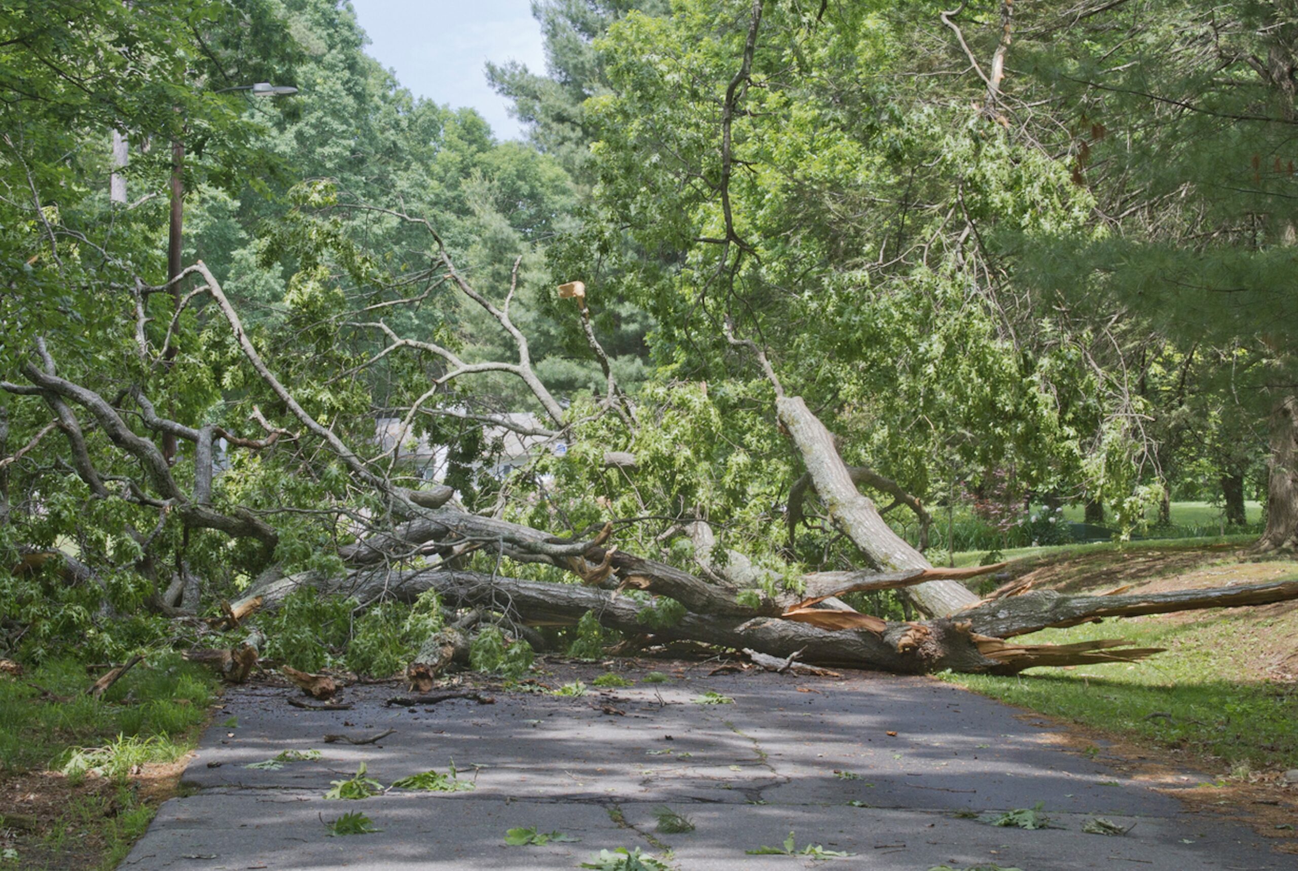 Local Man Dies From Collapsed Tree in Bali - The Bali Sun