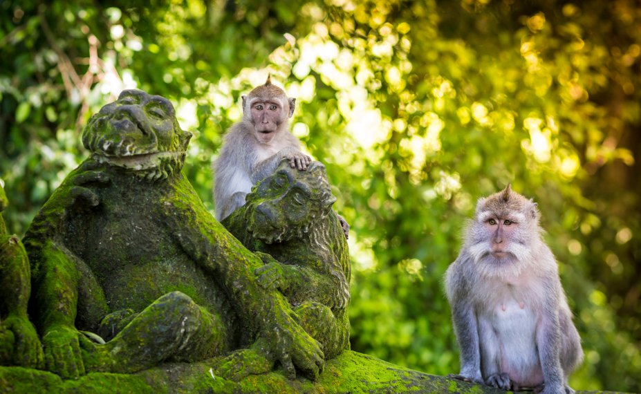 Bali Monkeys Start Invading People’s Houses As They Run Out Food Supply ...