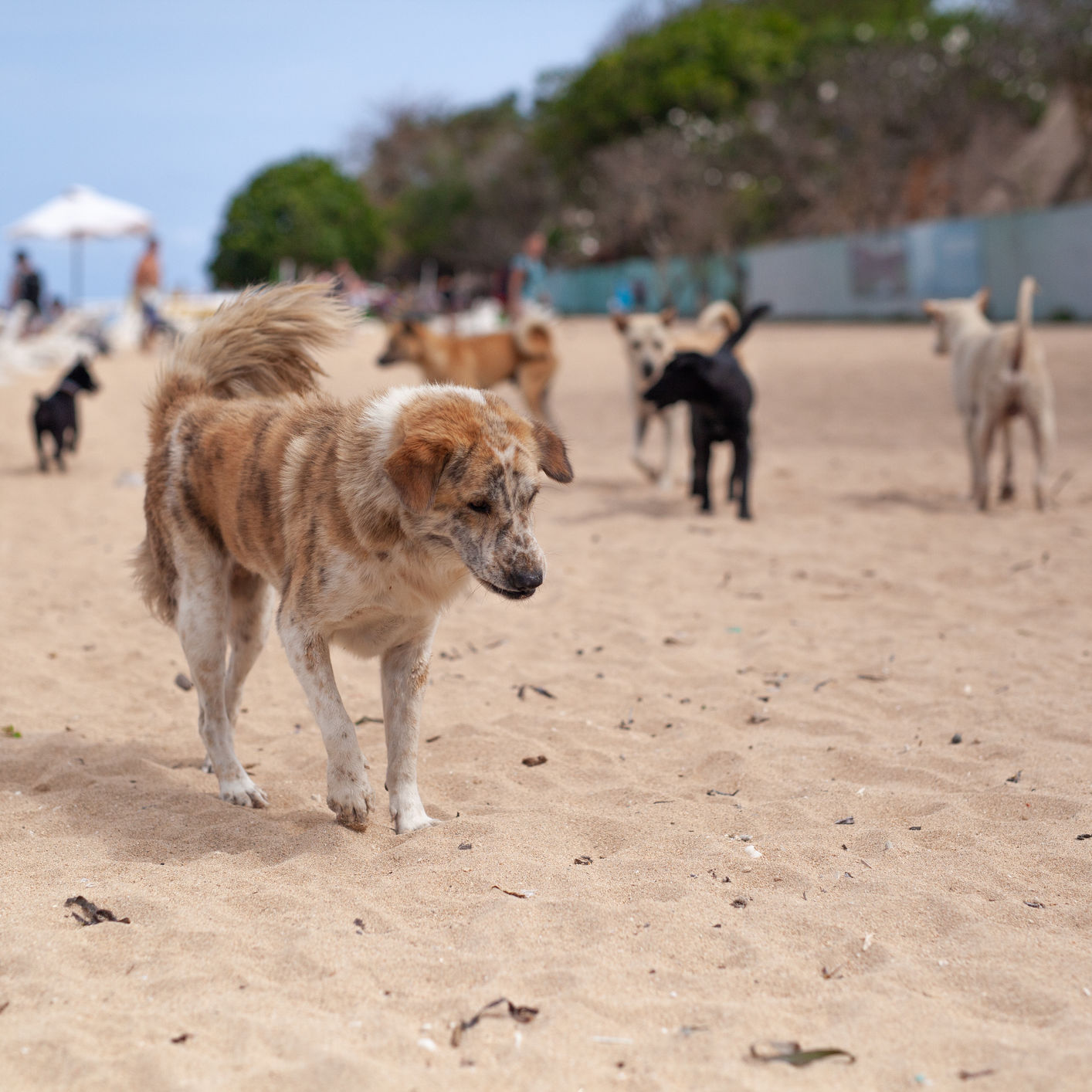 Woman Takes Care Of Dozens Of Abandoned Dogs On Bali Beach - The Bali Sun