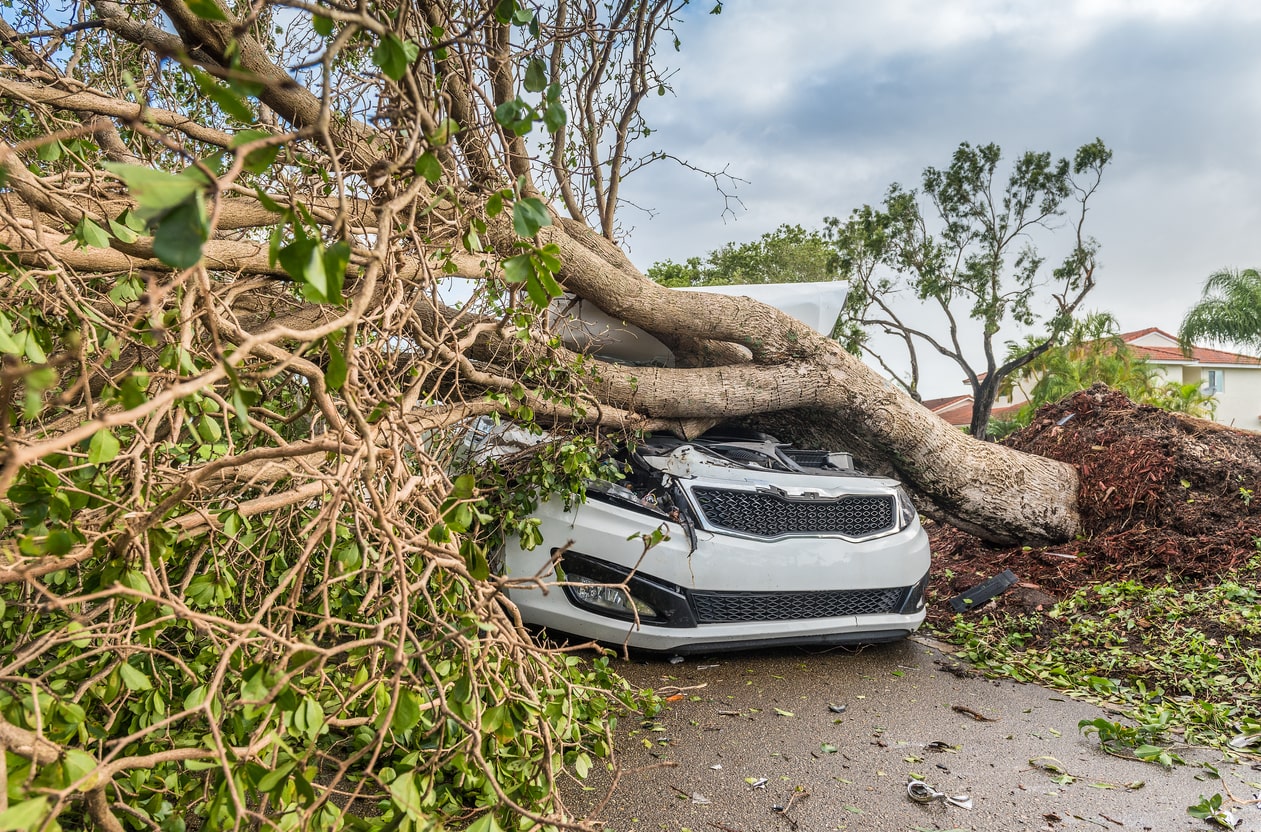 A Tree Collapsed And Damaged Cars In Ubud Bali - The Bali Sun