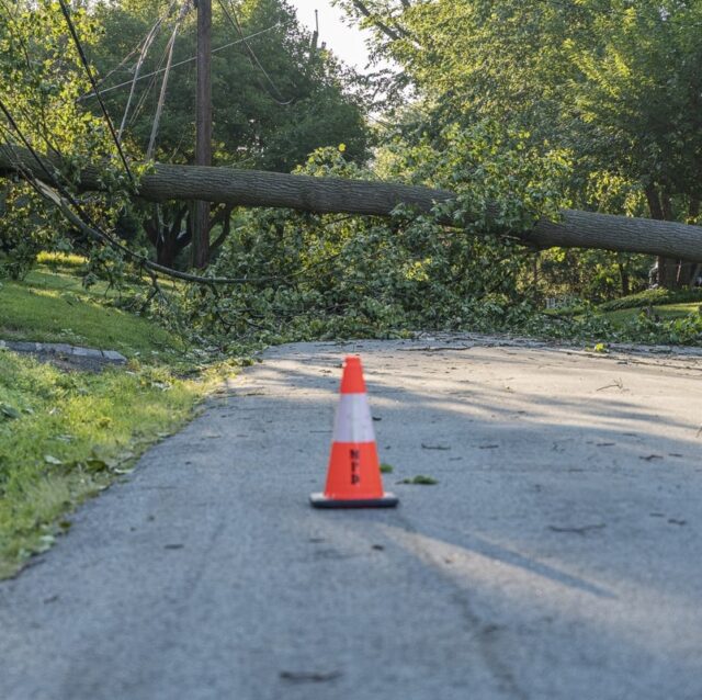 Four Trees Near Ubud Bali Monkey Forest Collapsed And Caused Road ...