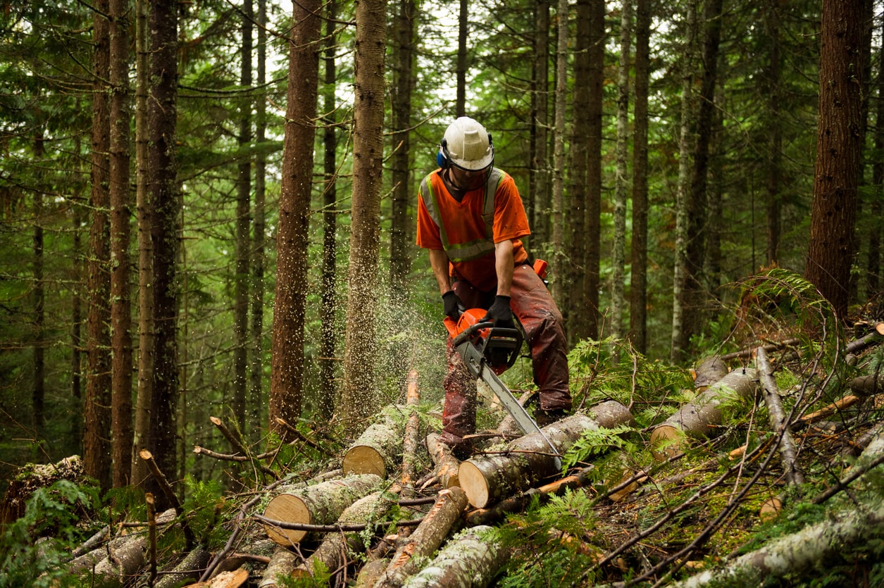 Official From Bali Forestry Agency Arrested For Illegal Logging - The ...