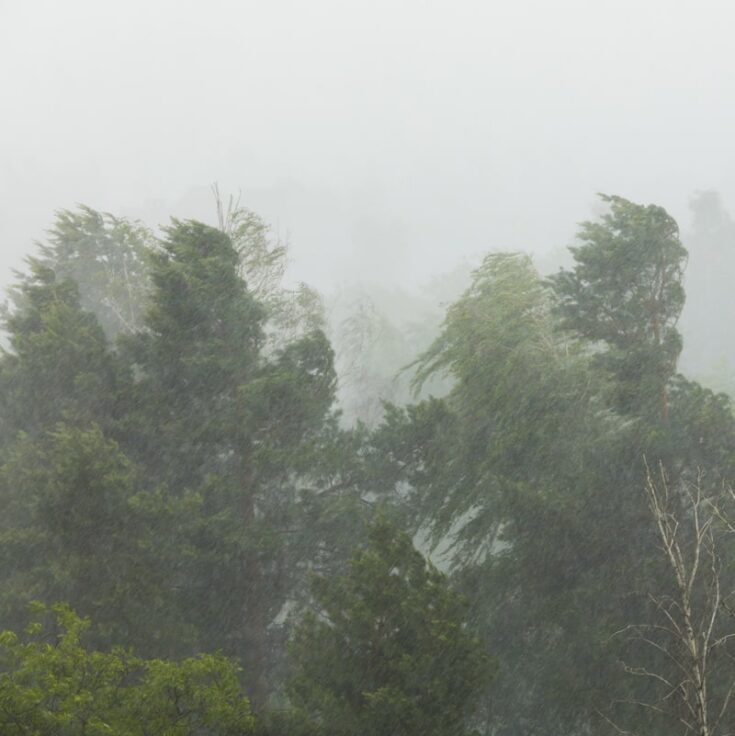 A Tree Collapsed And Damaged Cars In Ubud Bali - The Bali Sun