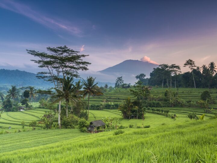 The Bali Sun - Daily Bali News and Events