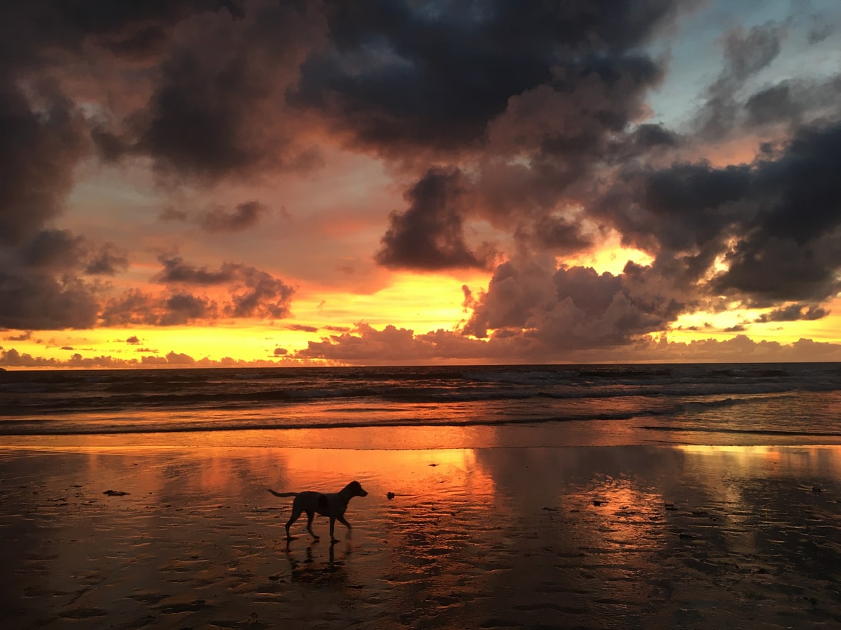 Dozens Of Dogs In Canggu Bali Have Been Poisoned - The Bali Sun