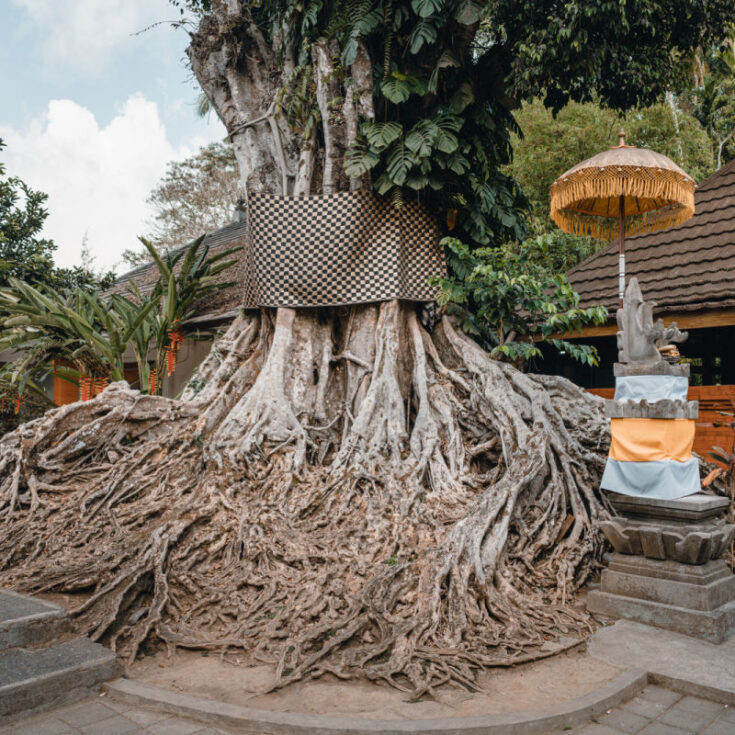 Australian Tourist Questioned By Police After Climbing Sacred Tree In ...