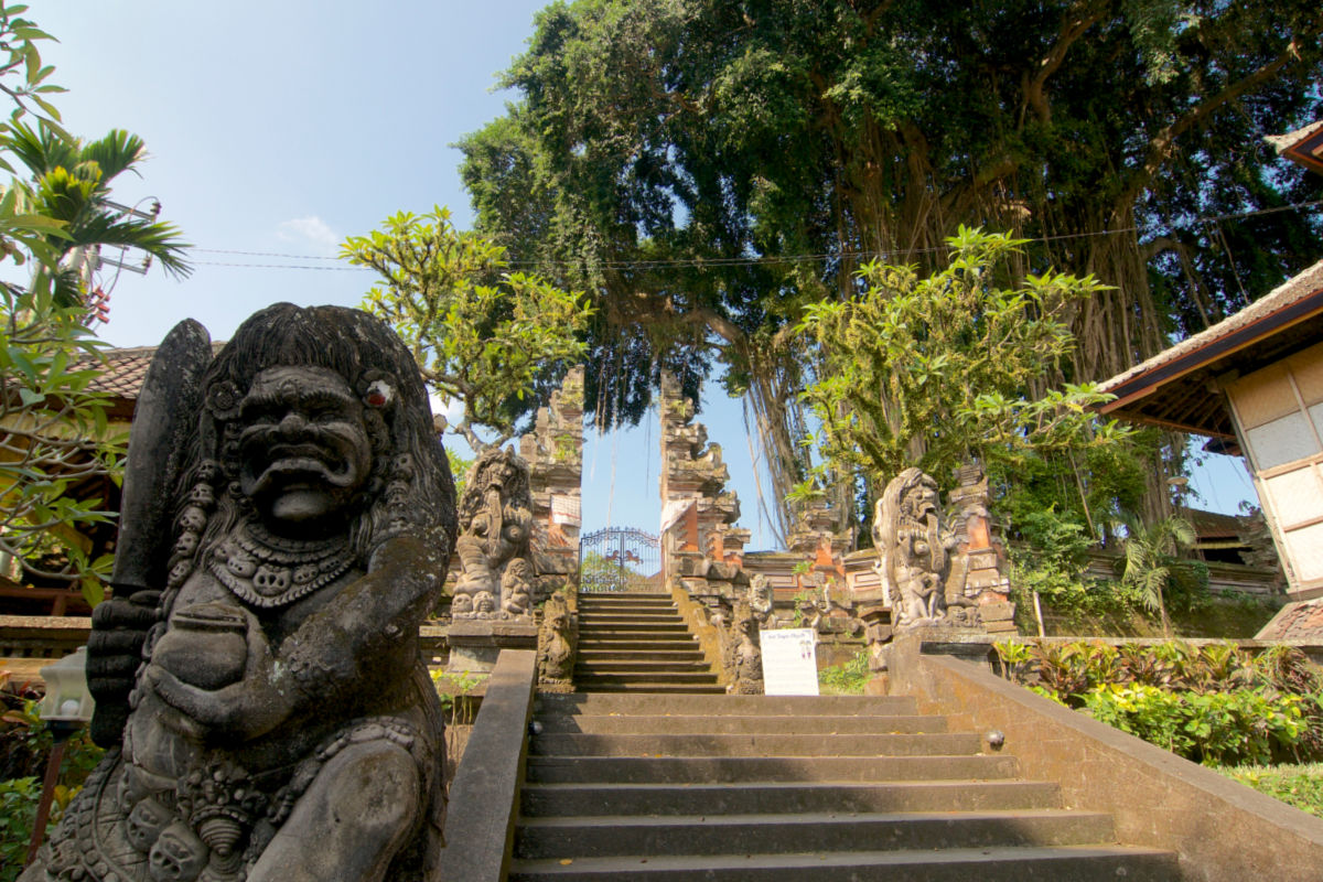 Australian Tourist Who Climbed Sacred Tree In Bali Apologizes Before ...