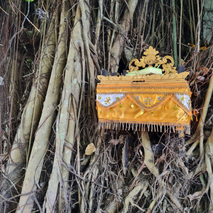 Australian Tourist Who Climbed Sacred Tree In Bali Apologizes Before ...