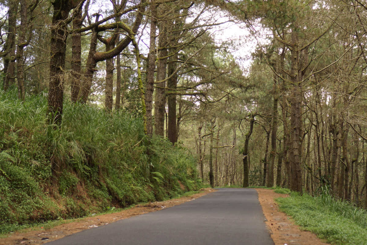 Governor Opens New Eco-Tourism Initiative In Bali's Highland Forests ...