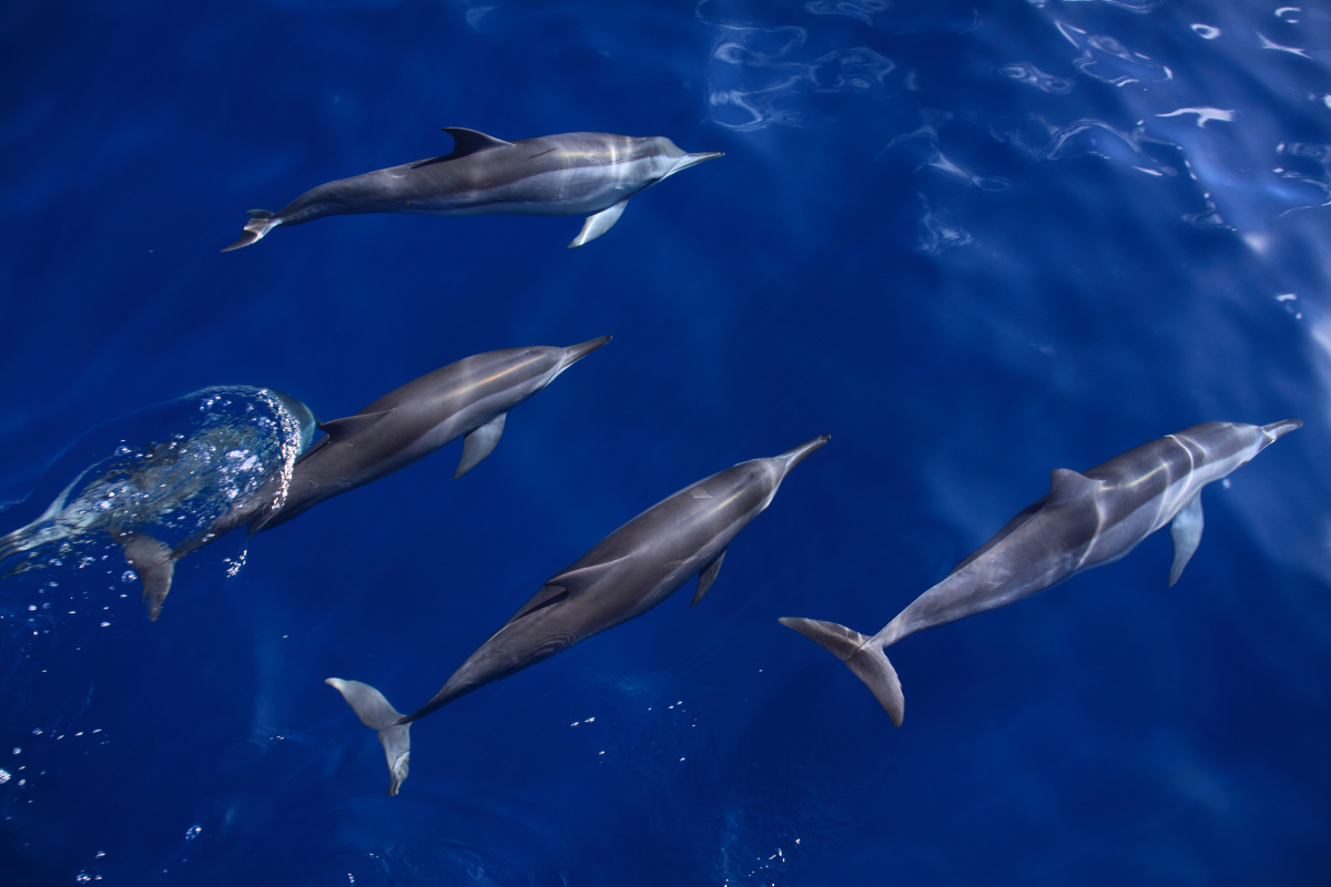 New Regulations Drafted To Improve Bali's Famous Dolphin Watching Tours ...