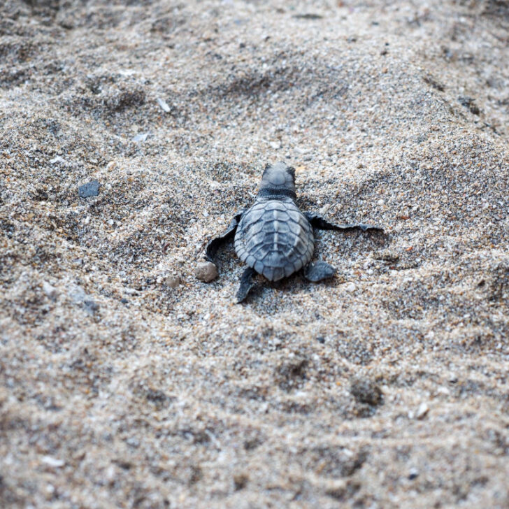 Shocking Footage Shows Wild Turtles Escaping Fireworks On Bali Beach ...