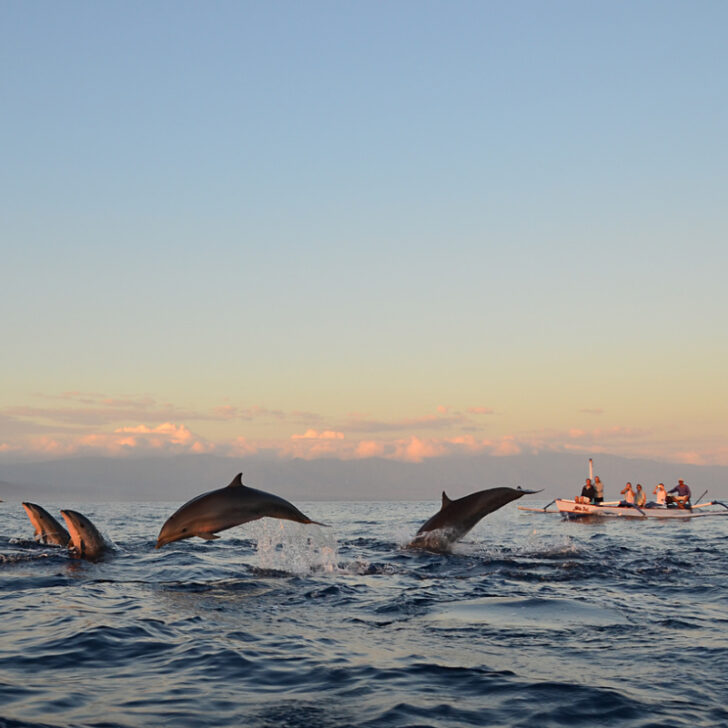 Big Changes To Bali's Famous Sunrise Dolphin Watching Tours - Here's ...