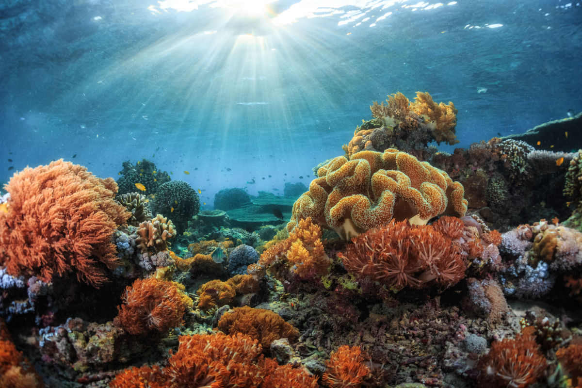 Bali Commits To Improving Care Of Marine Ecosystems Popular For ...