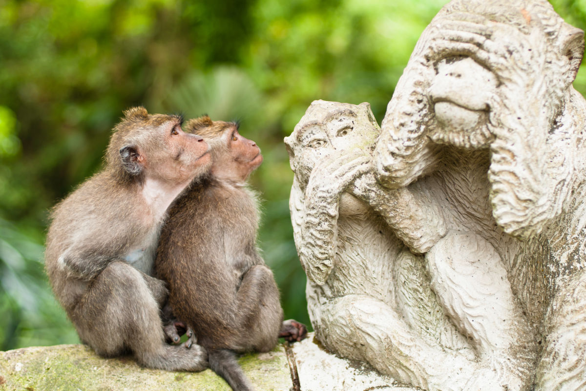 Meddling Monkeys In Bali Are Proving Costly For Tourists - The Bali Sun