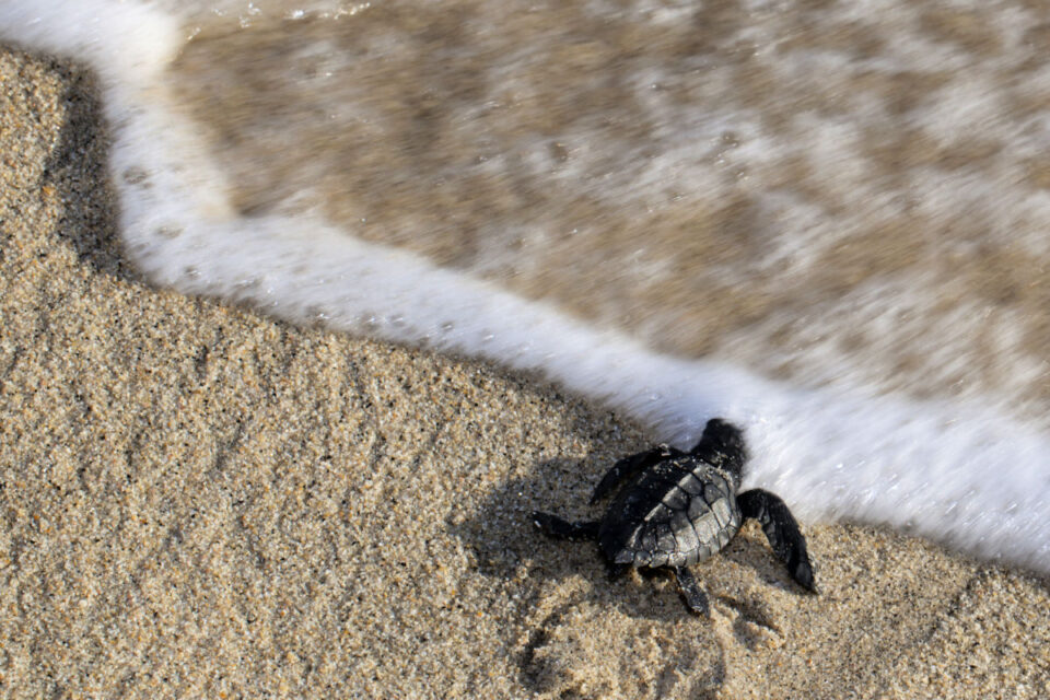 Tourism Is Changing Turtle Nesting Habits In Bali - The Bali Sun