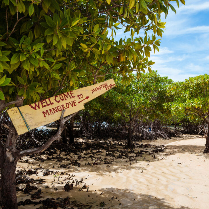 New Mangrove Research Station In Bali Will Boost Eco-Tourism - The Bali Sun