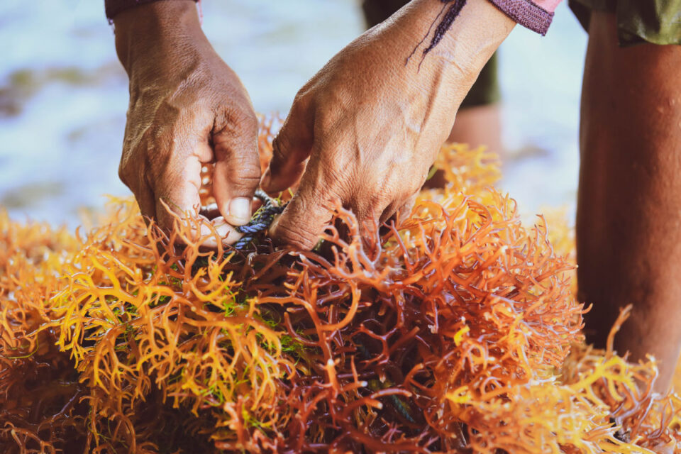Seaweed Farming Could Be The Next Big Tourist Attraction In Bali - The ...
