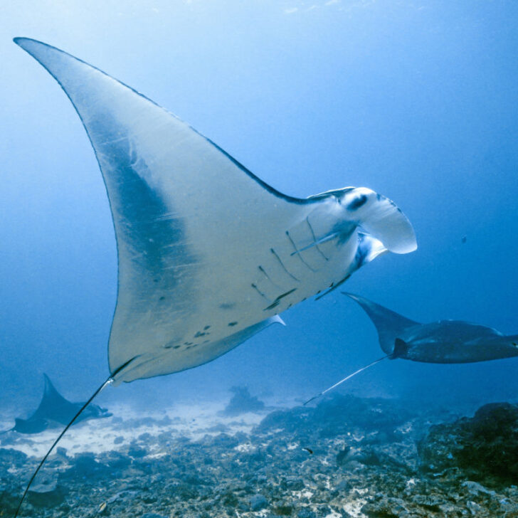 Diving With Manta Rays In Bali Is A Once In A Lifetime Underwater ...