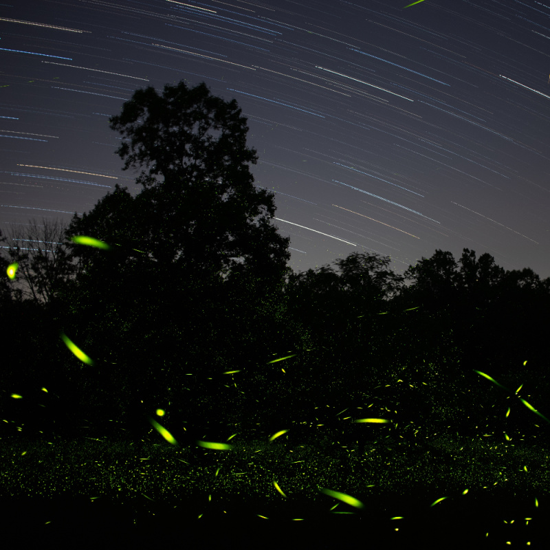 Bali’s Magical Firefly Garden Wins Top Eco-Tourism Award - The Bali Sun