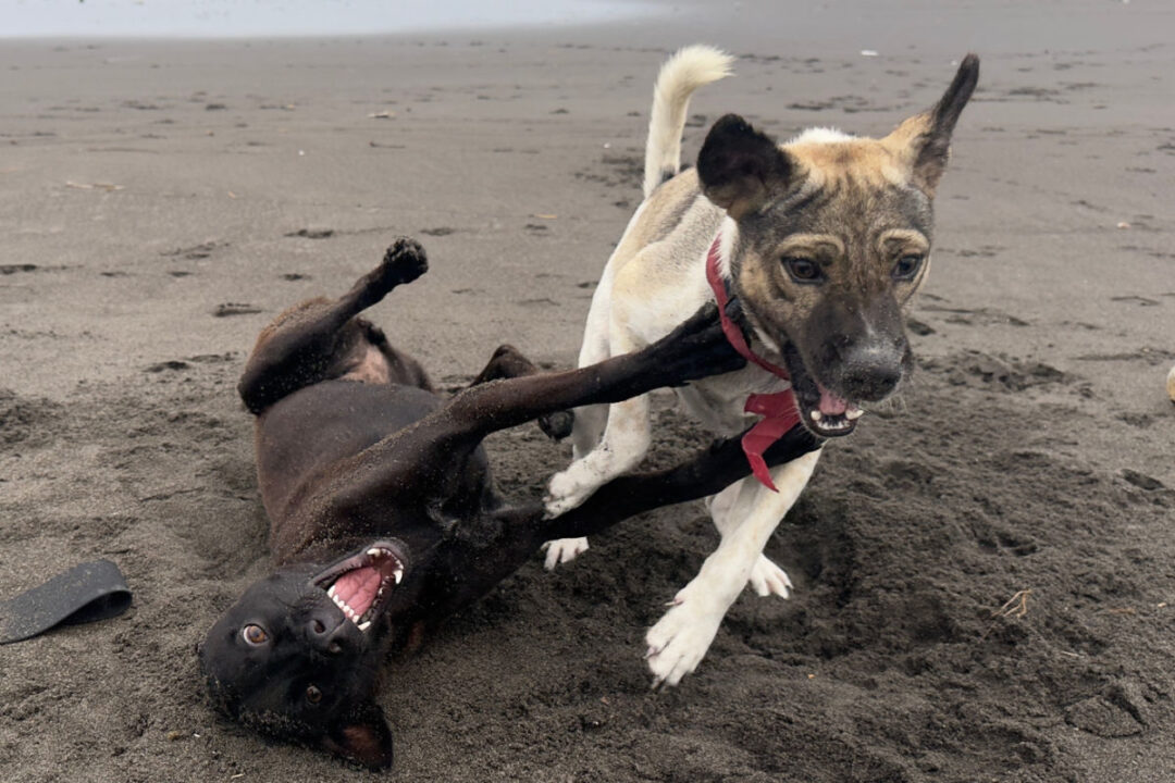 Bali’s Recent Rabies Deaths Mean Tourists Must Take Extra Precautions ...