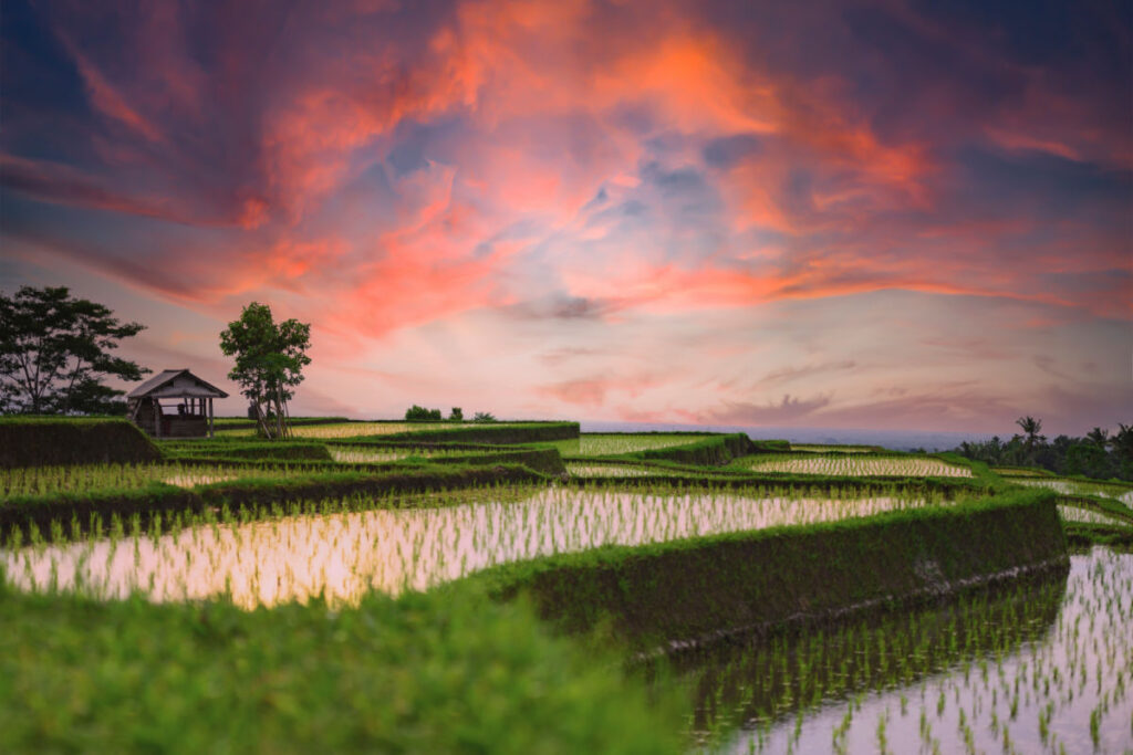 Bali Rice Terraces Named Amongst Best Tourism Experiences In The World ...
