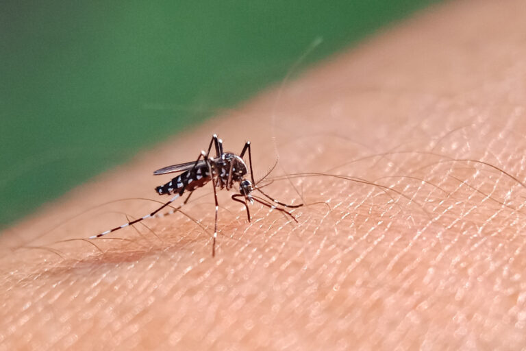 Australia Issues Updated Dengue Fever Travel Advice For Bali Tourists ...