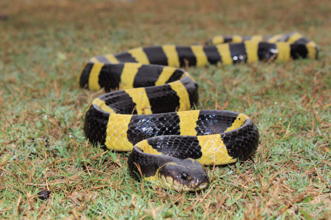 Bali Hospital Confirms It Will Now Stock Anti-Venom For Treating Snake ...