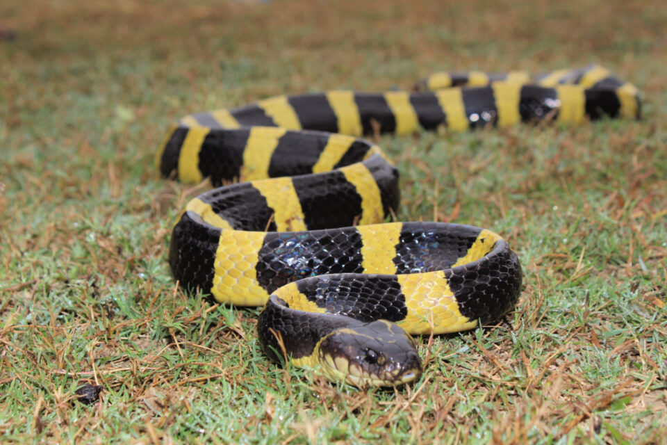 Bali Hospital Confirms It Will Now Stock Anti-Venom For Treating Snake ...