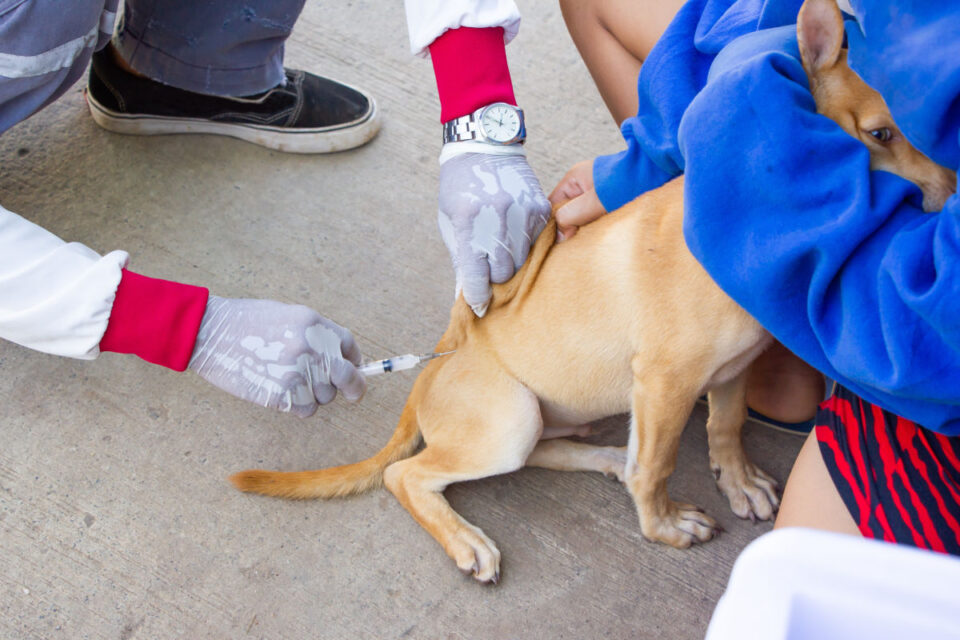 Bali Prioritises Anti-Rabies Vaccination Program Roll Out To Protect ...