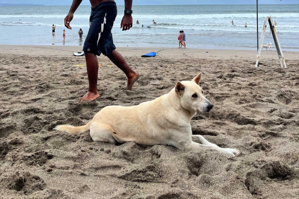 Bali Tourists Warned That Rabies Risk Is Increasing In Popular Coastal ...