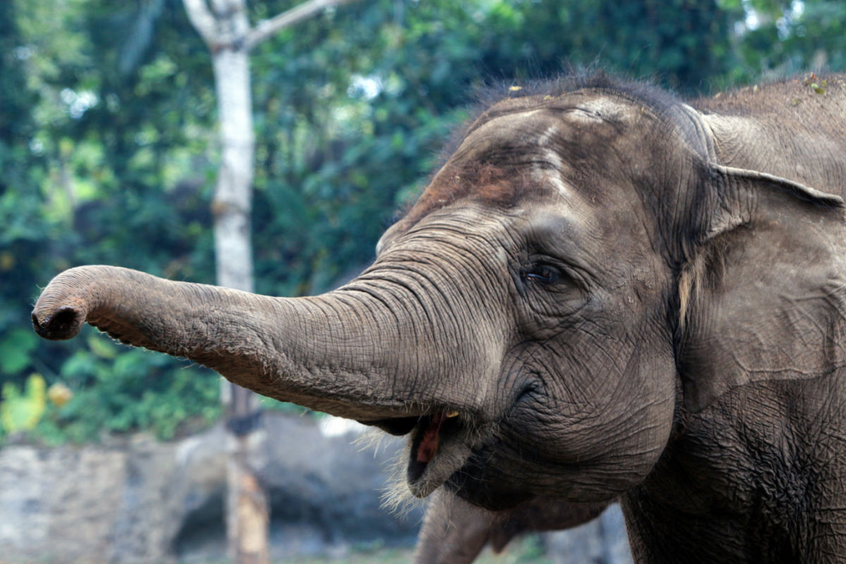 Bali Zoo Stops Elephant Riding For Tourists - The Bali Sun