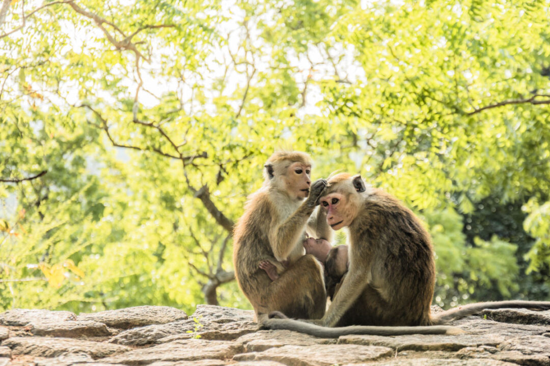 Popular Bali Monkey Forest Attraction Reveals New Way To Explore Jungle ...